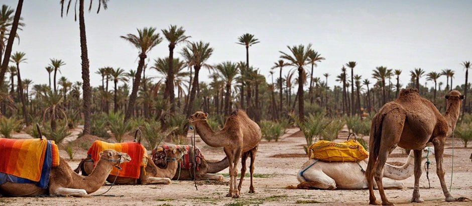 ⇒ The BEST Marrakech Camel Riding Tours【30